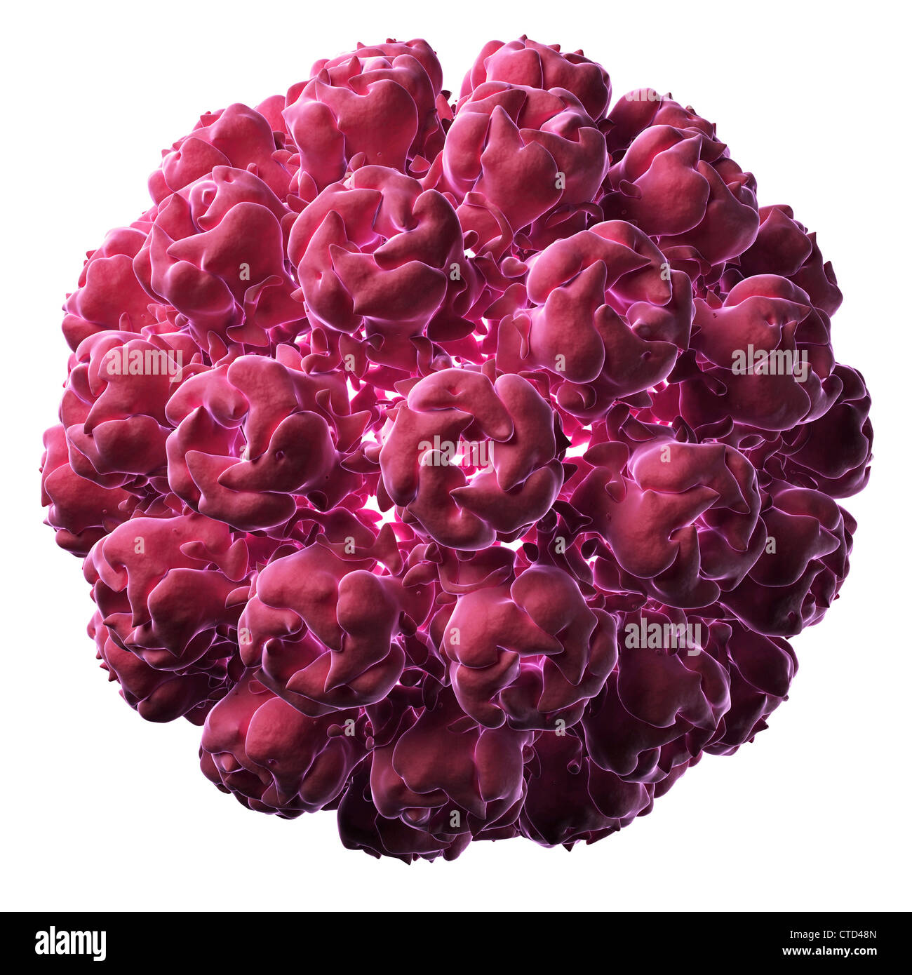 Simian virus 40 hi-res stock photography and images - Alamy