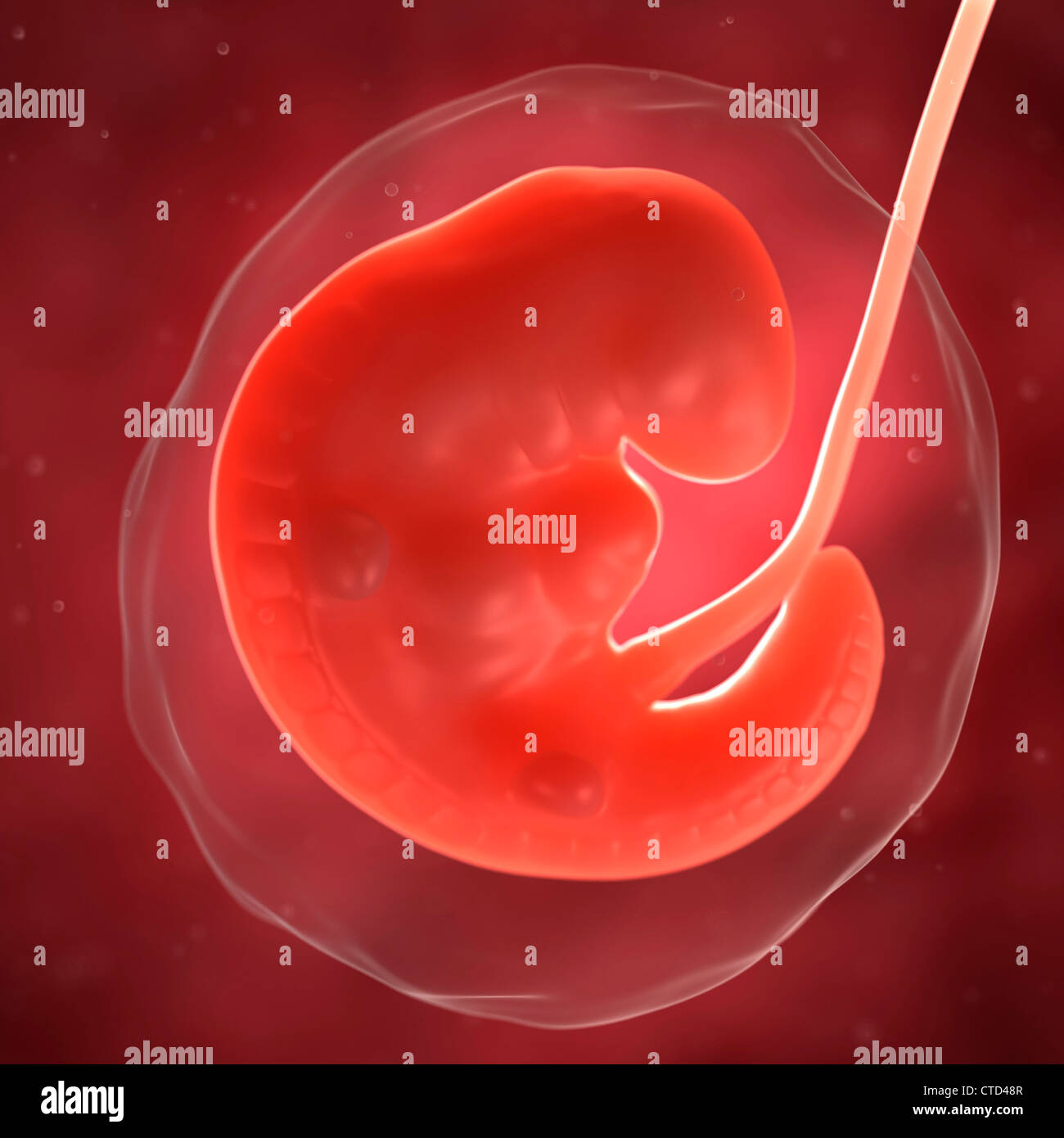 foetus-at-6-weeks-artwork-stock-photo-alamy
