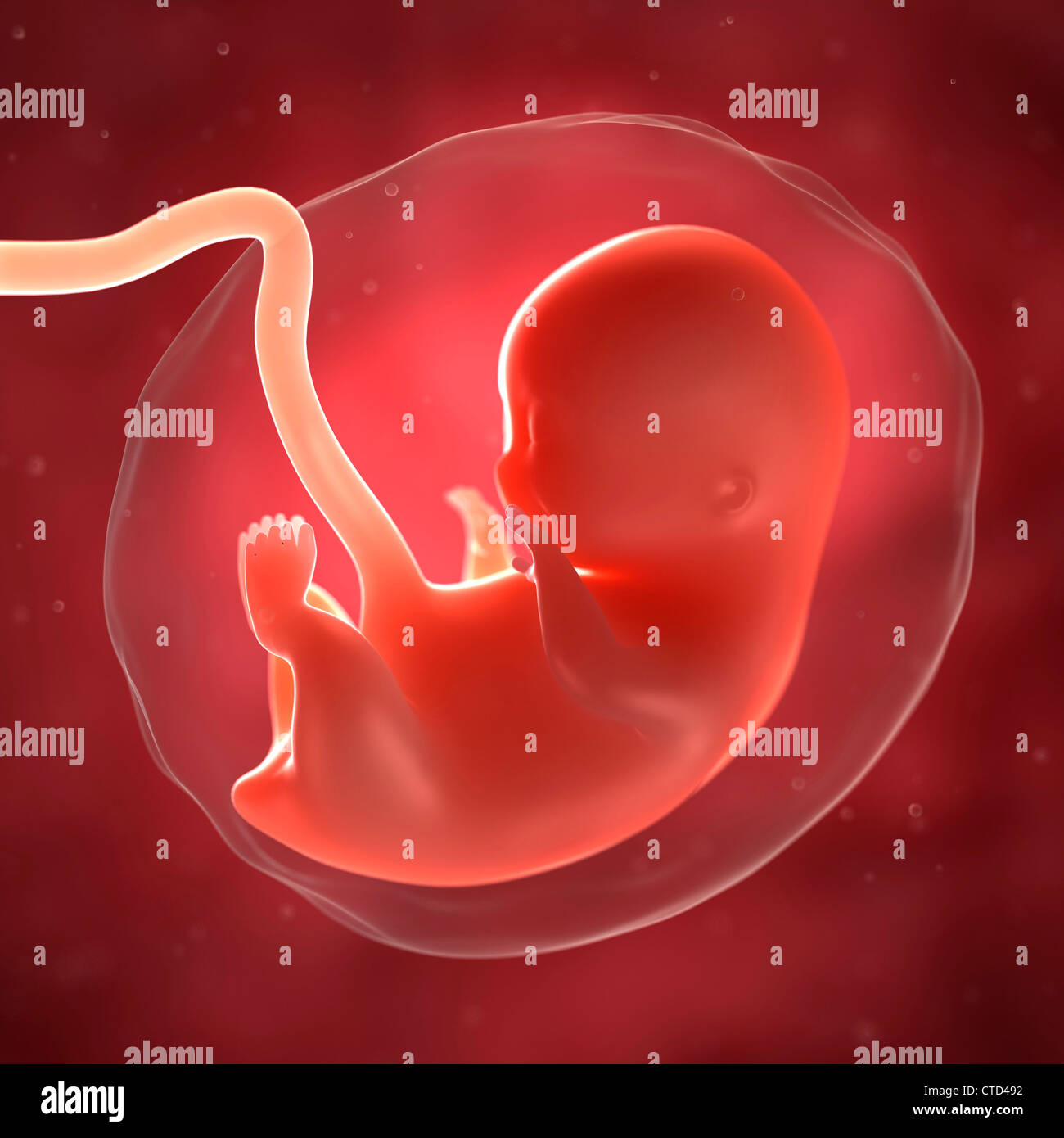 Foetus at 8 weeks hi-res stock photography and images - Alamy