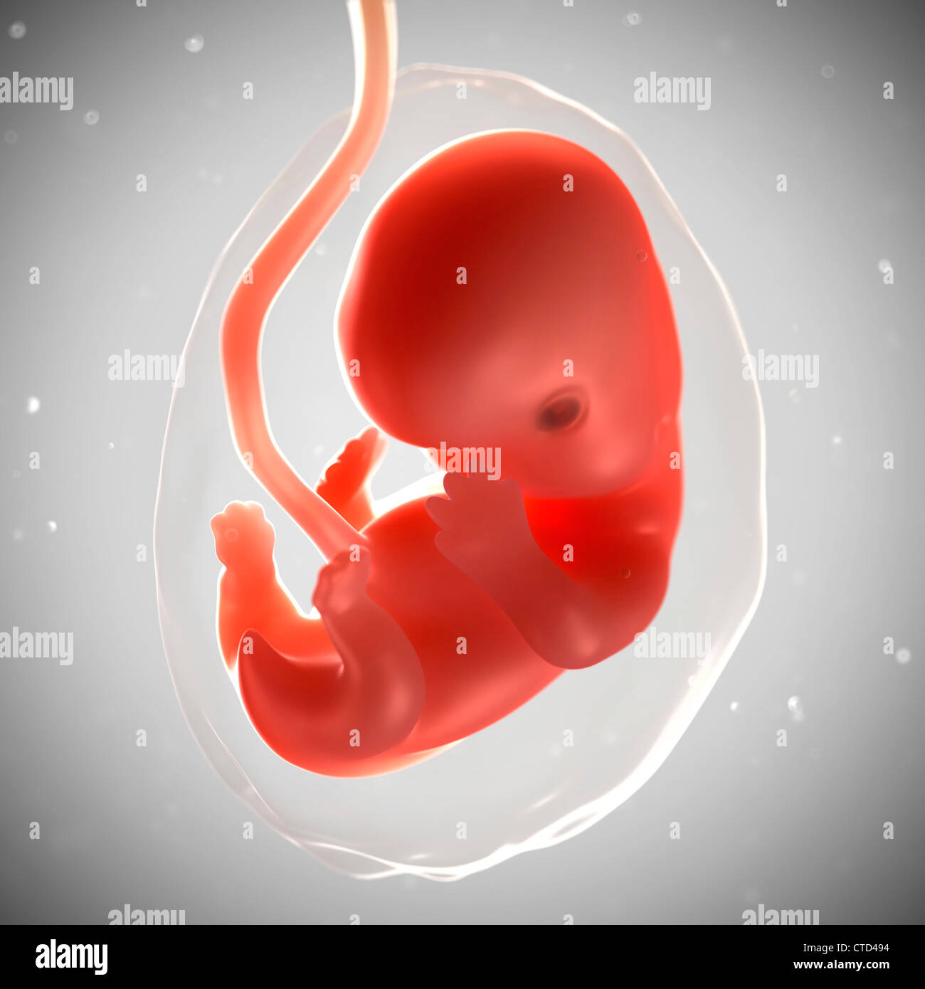 Foetus at 7 weeks hi-res stock photography and images - Alamy