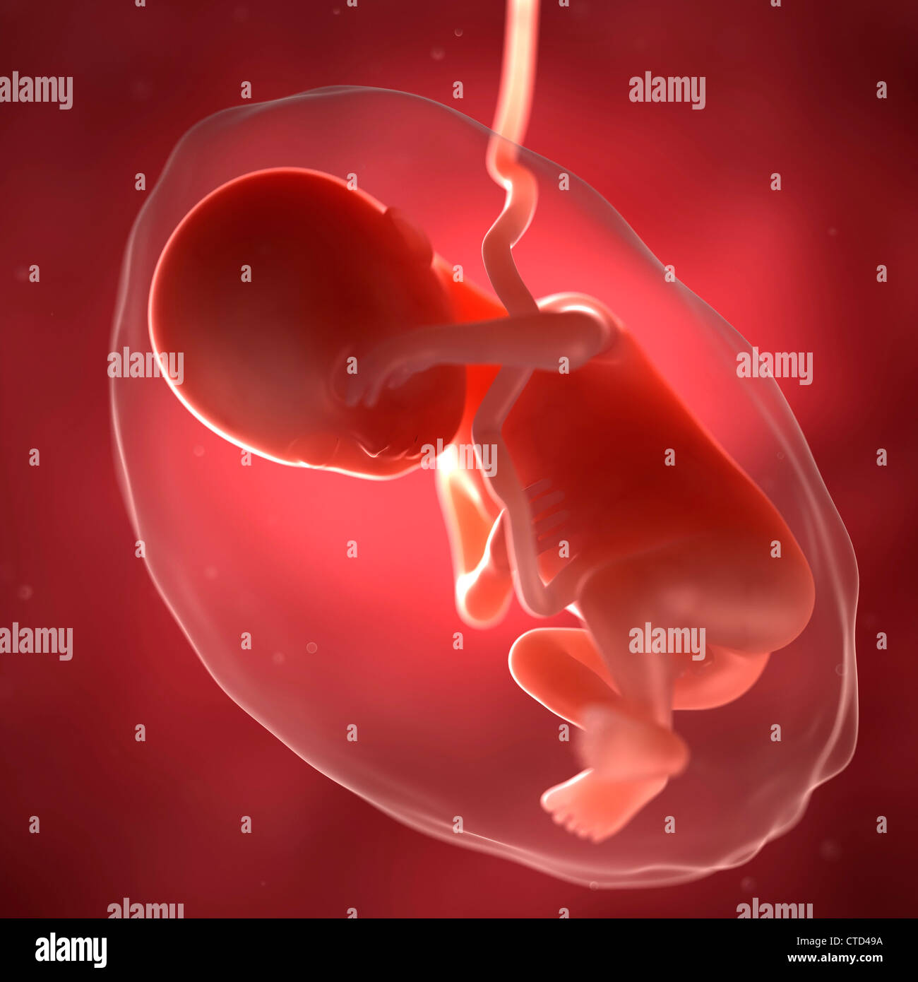 Foetus at 28 weeks artwork Stock Photo - Alamy