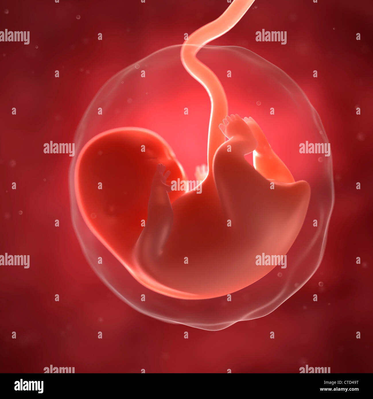Foetus 8 weeks hi-res stock photography and images - Alamy