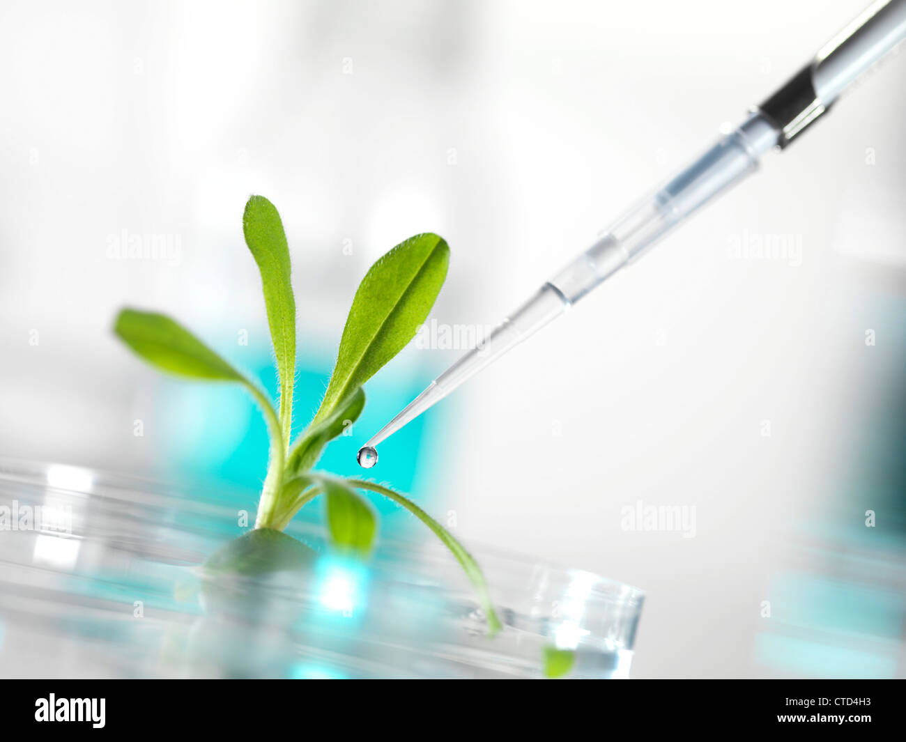 Plant research conceptual image Stock Photo - Alamy