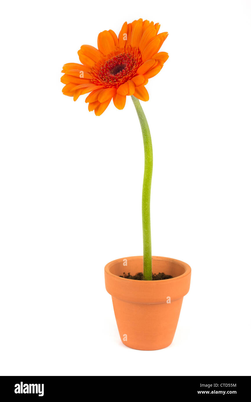 Single flower stem hi-res stock photography and images - Alamy