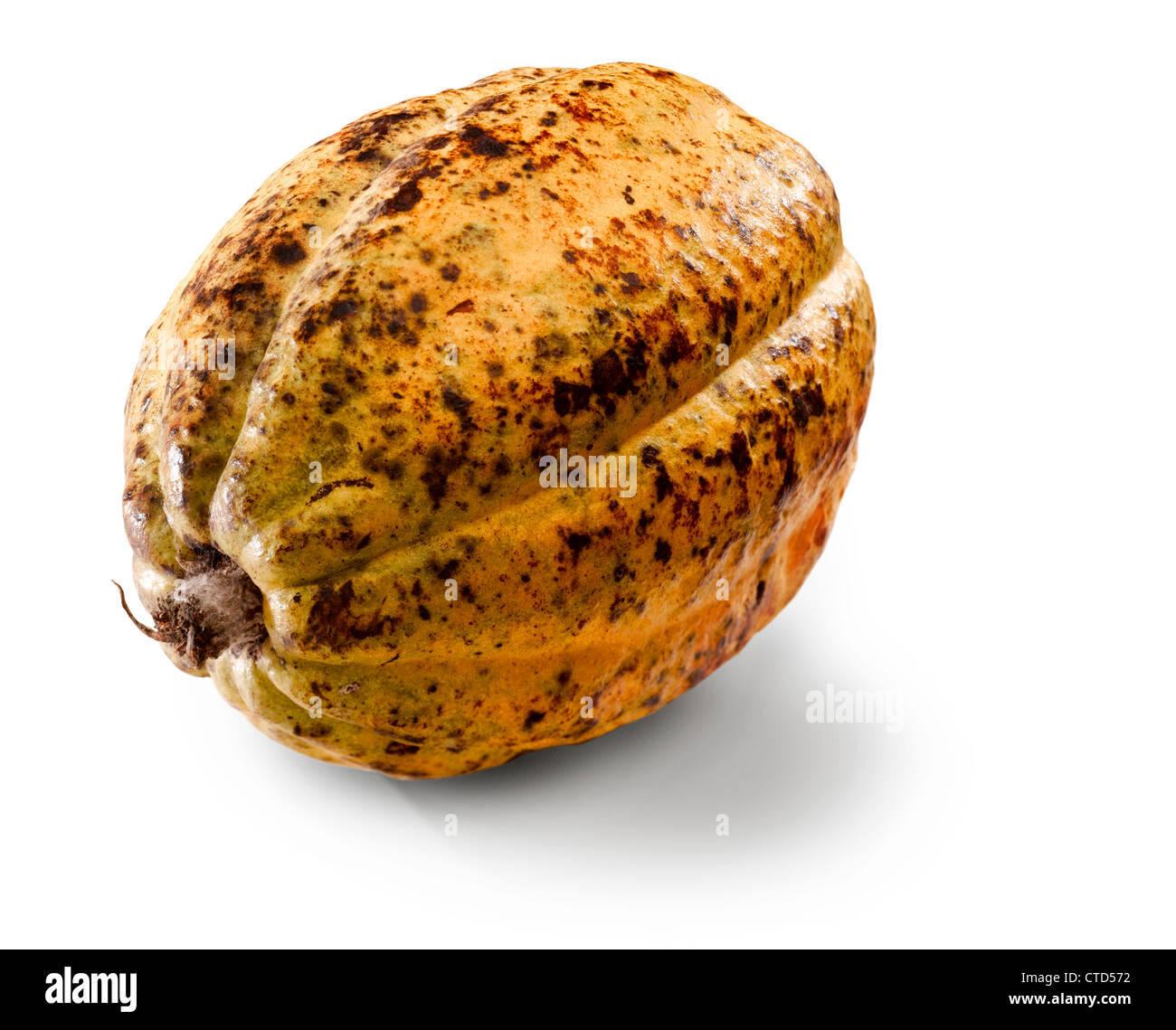 Cocoa bean isolated on white Stock Photo - Alamy