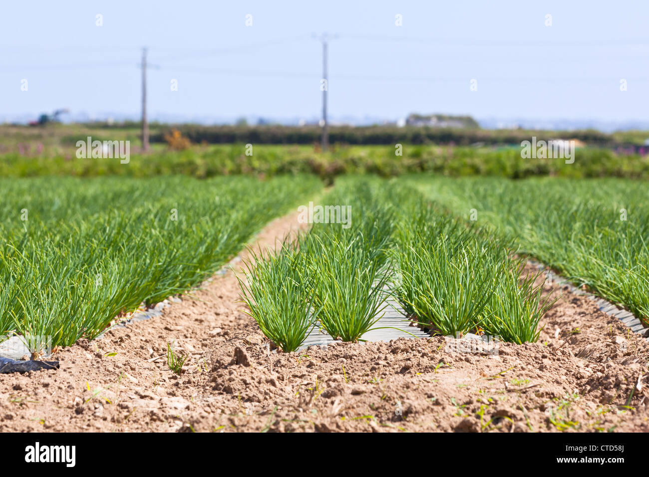 Cultivated field: fresh green onion rows. horizontal shot Stock Photo ...