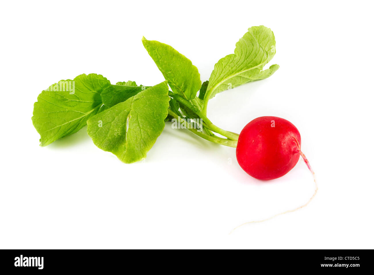 Single radish on a white background Stock Photo - Alamy