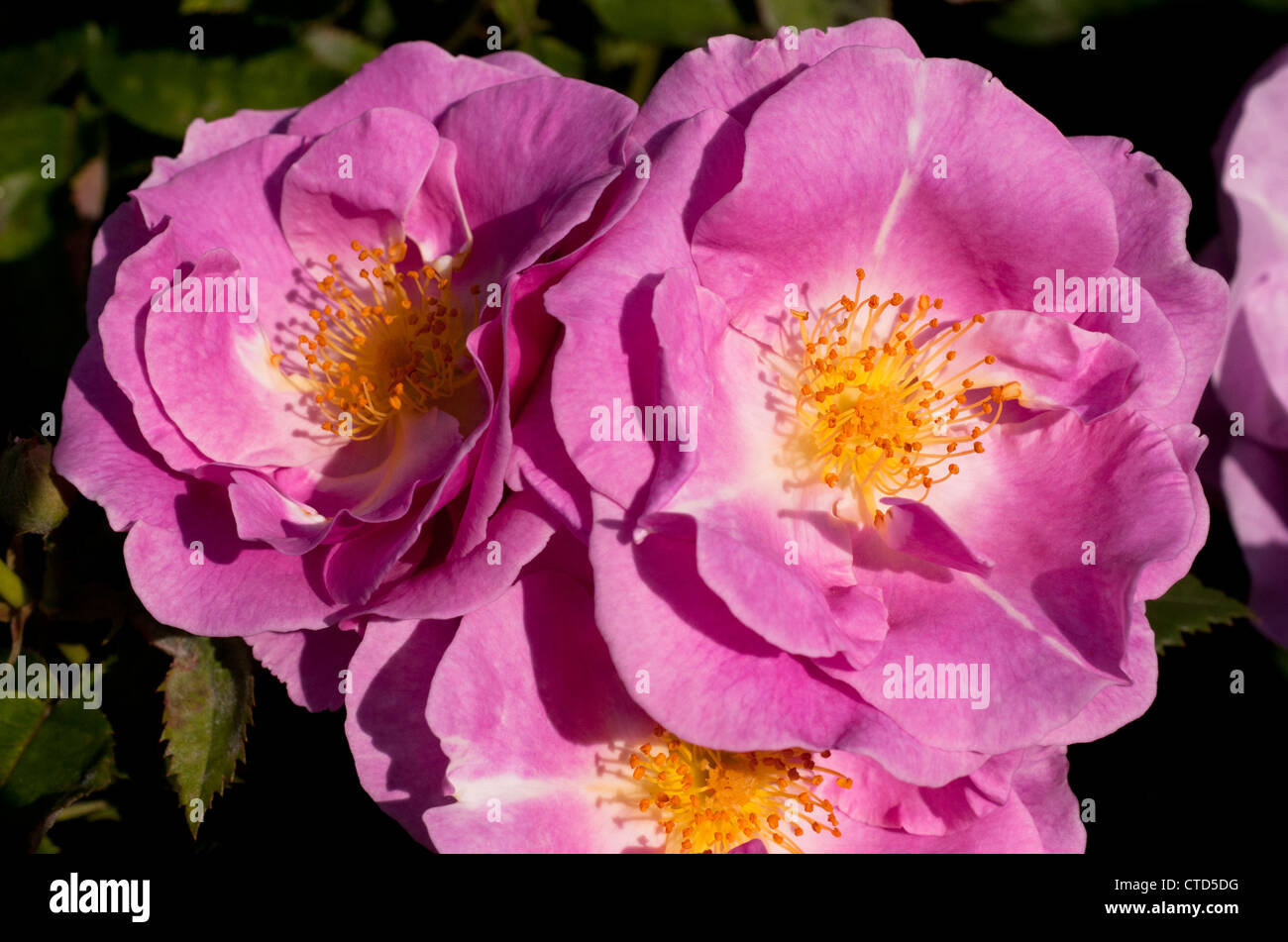 Rose, Lucky! Regent's Park, London, UK Stock Photo - Alamy