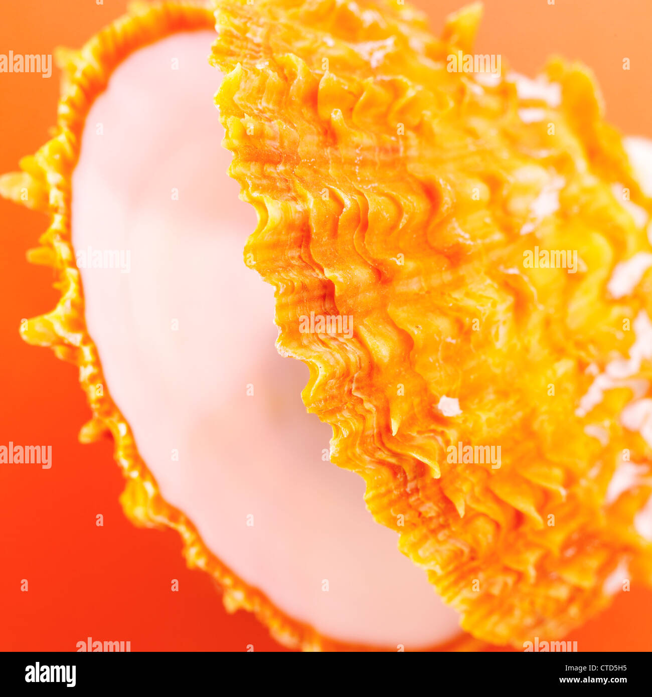 Sea shell on a orange background Stock Photo - Alamy