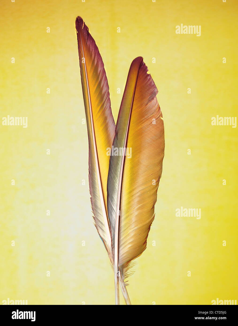 two nice feathers next to each other Stock Photo - Alamy
