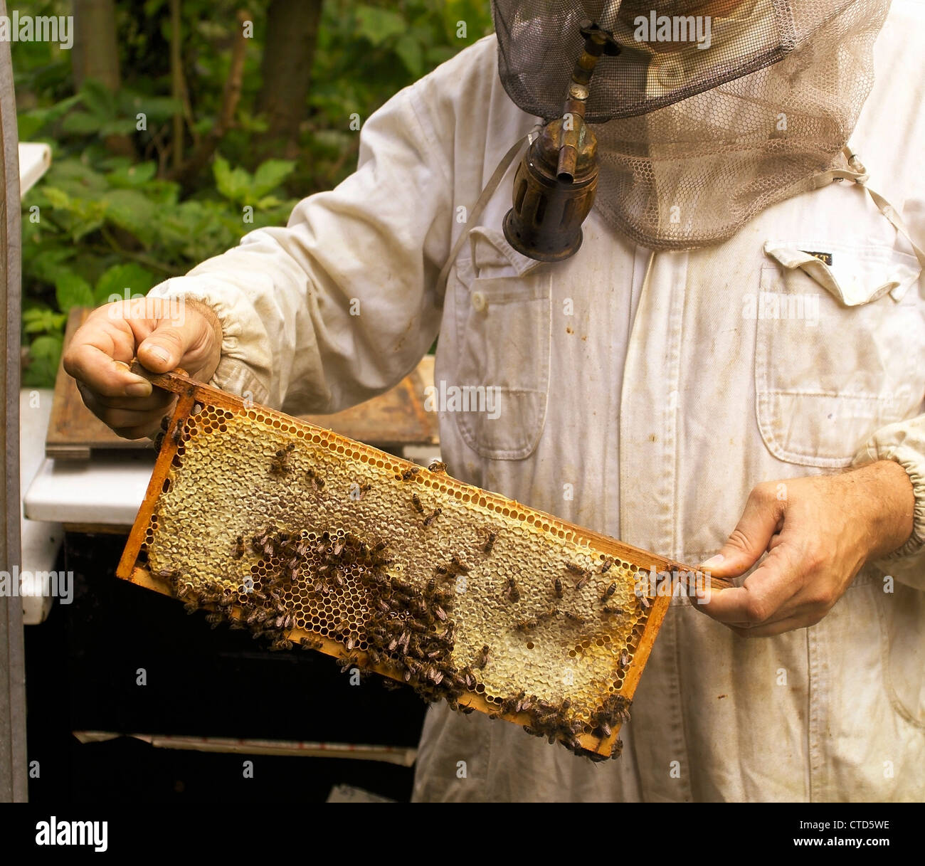 Beekeeper safety honeycomb bee hi-res stock photography and images - Alamy