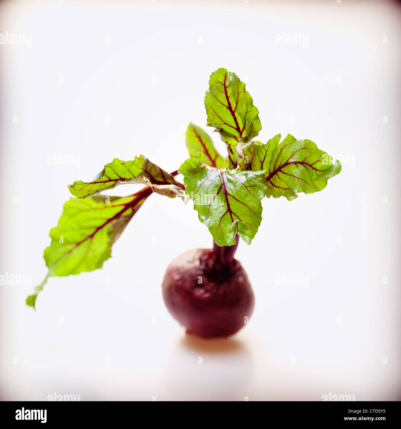 beetroot with leafs Stock Photo - Alamy