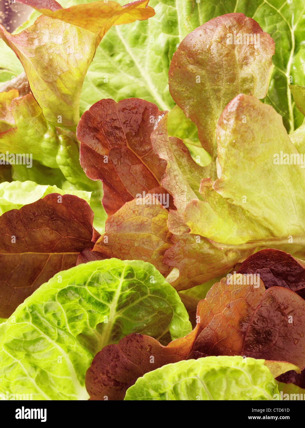 Fresh colourful background of Lettuce Stock Photo - Alamy