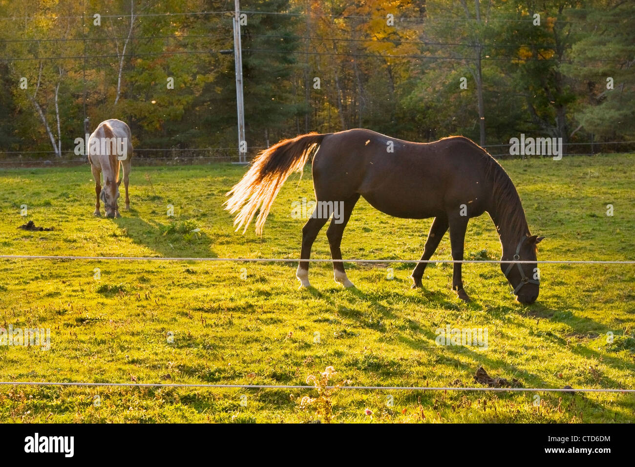 Back horses hi-res stock photography and images - Alamy