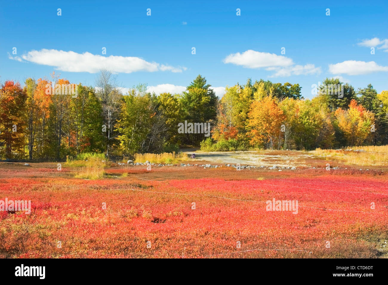 Colorful Fall blueberry field and forest in Maine Stock Photo - Alamy