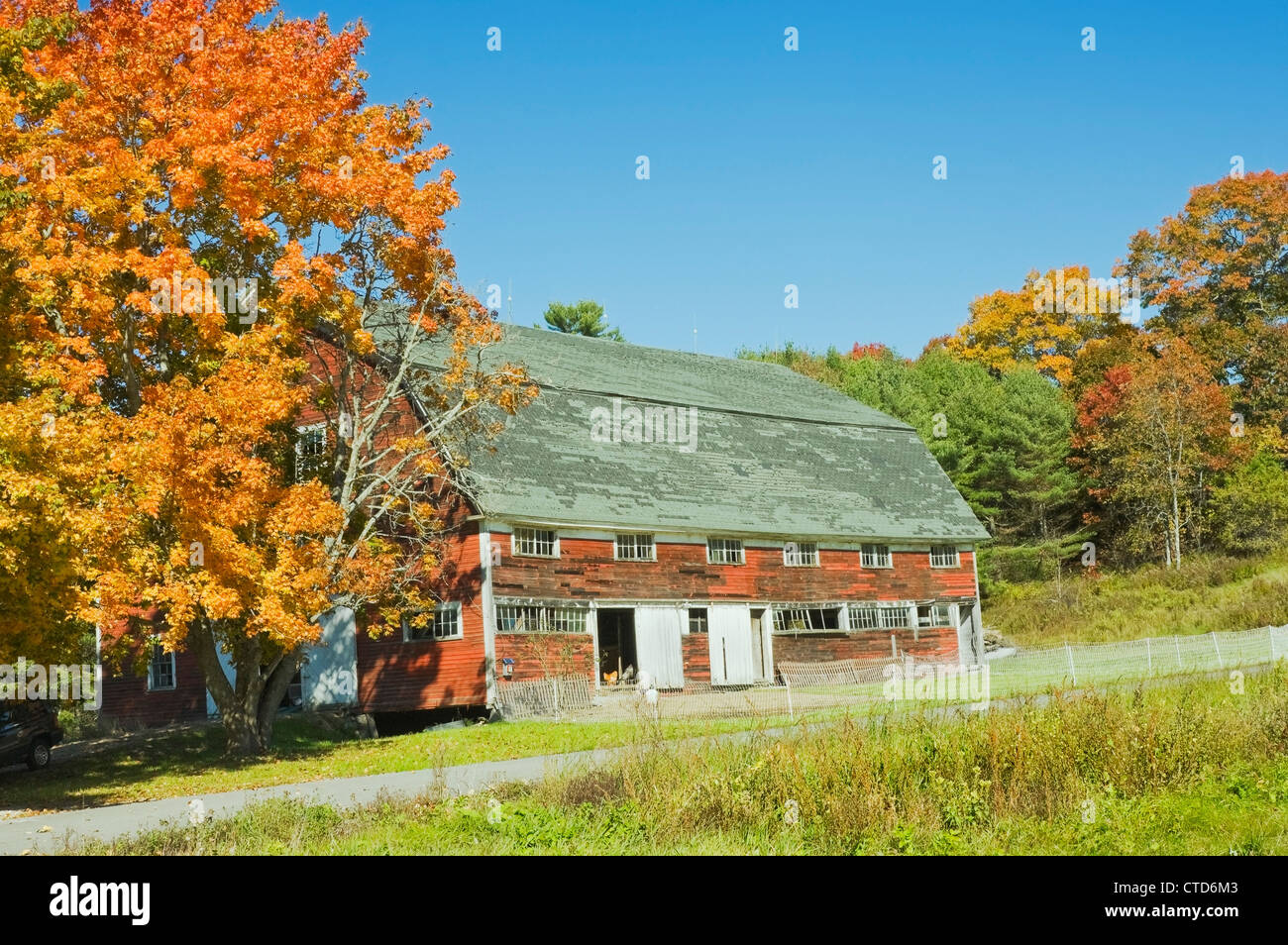 Old red barn and orange Maple tree in Fall Maine Stock Photo - Alamy