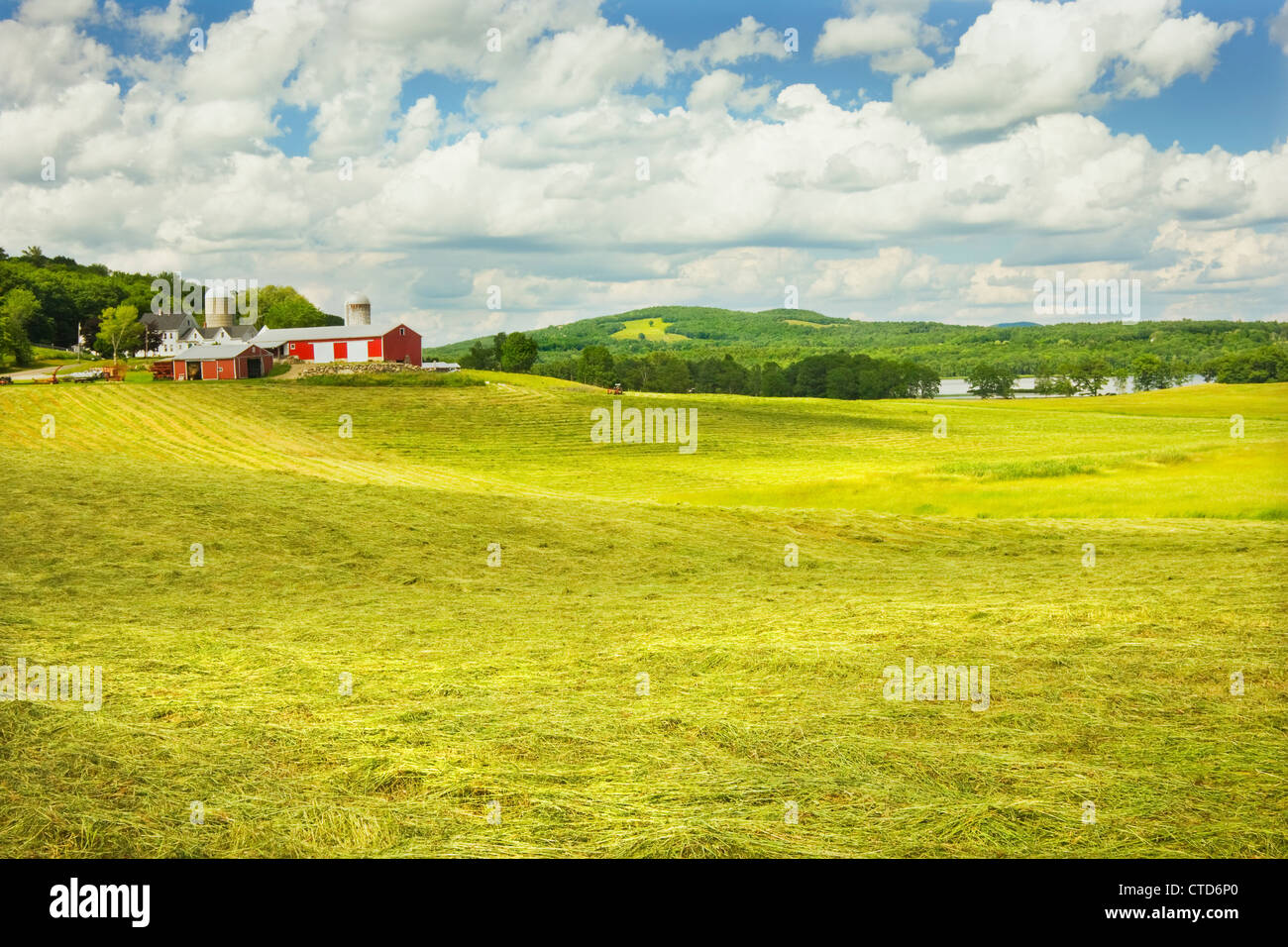 Hay drying in field outside red barn in Maine Stock Photo - Alamy