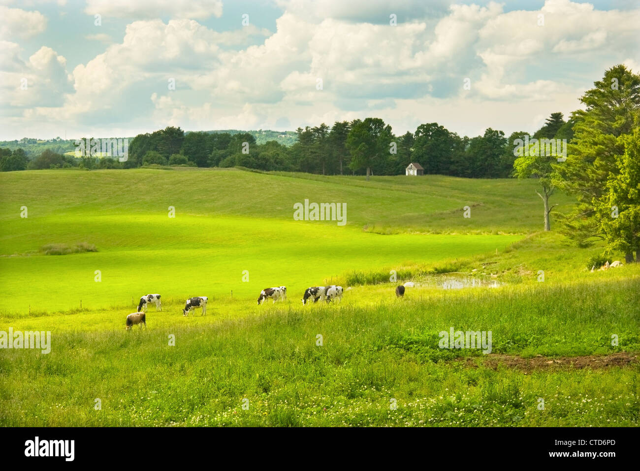 Spring cows hi-res stock photography and images - Alamy