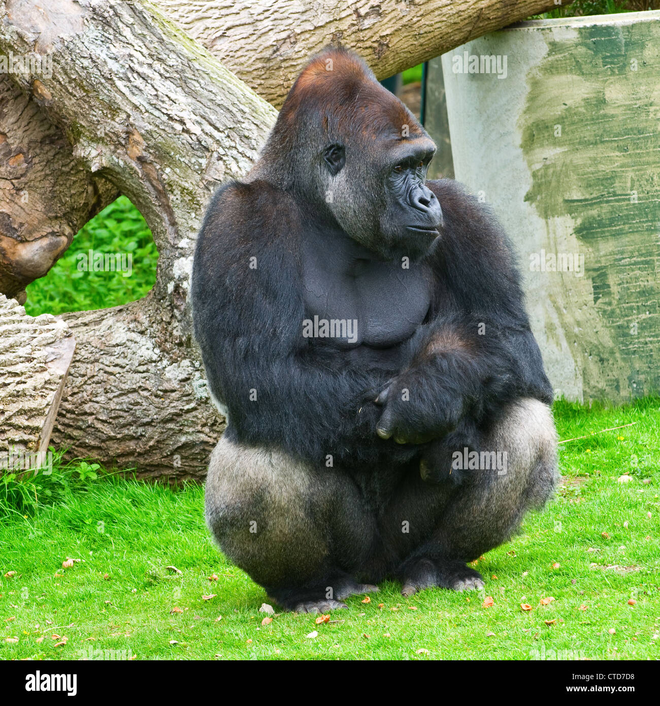 Adult male gorilla hi-res stock photography and images - Alamy