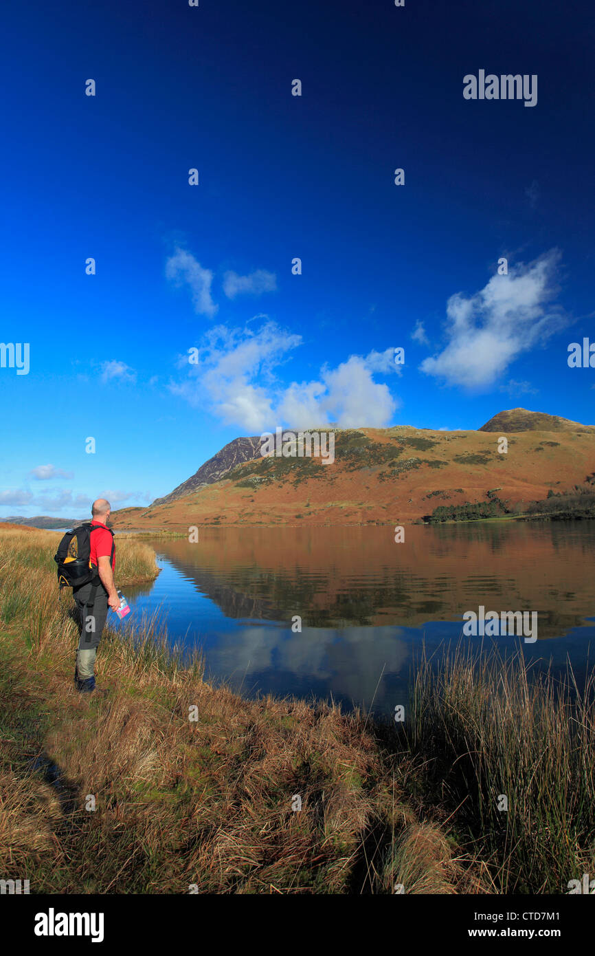 Male walker overlooking Crummock Water and the Buttermere valley, Lake ...