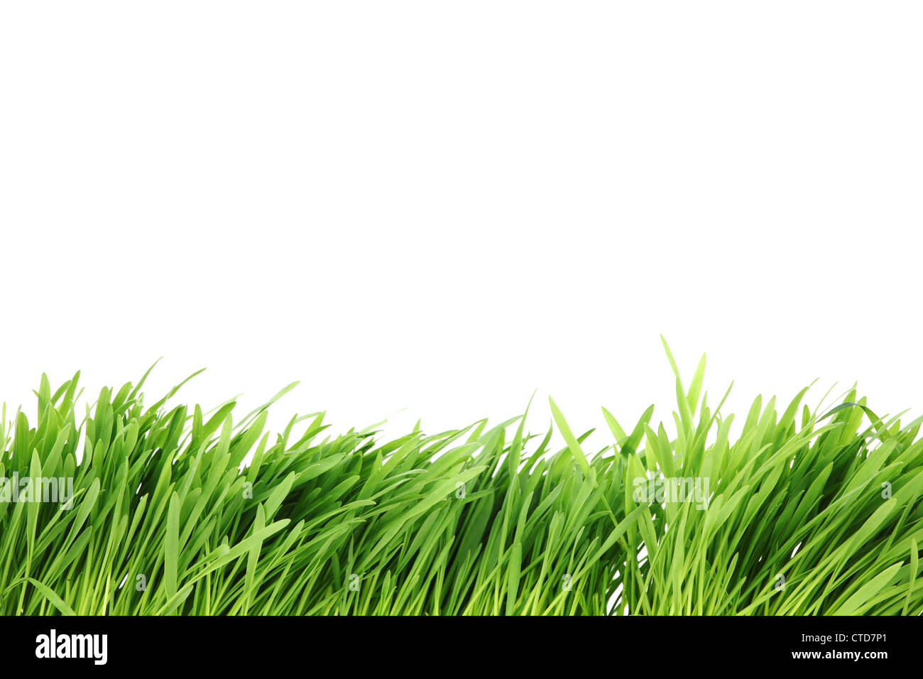 grass pattern isolated on white Stock Photo - Alamy