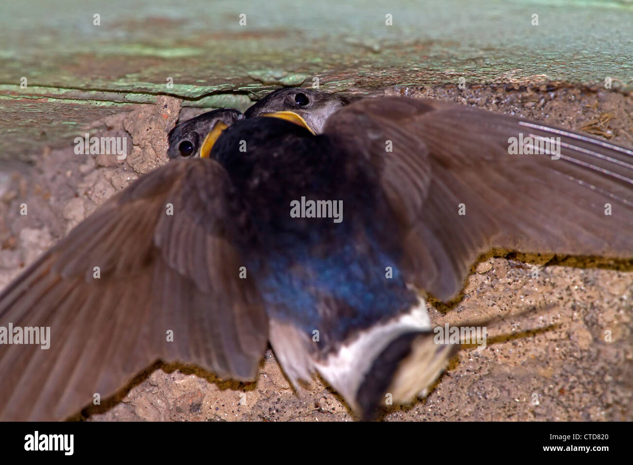 House martin / Delichon urbicum Stock Photo - Alamy