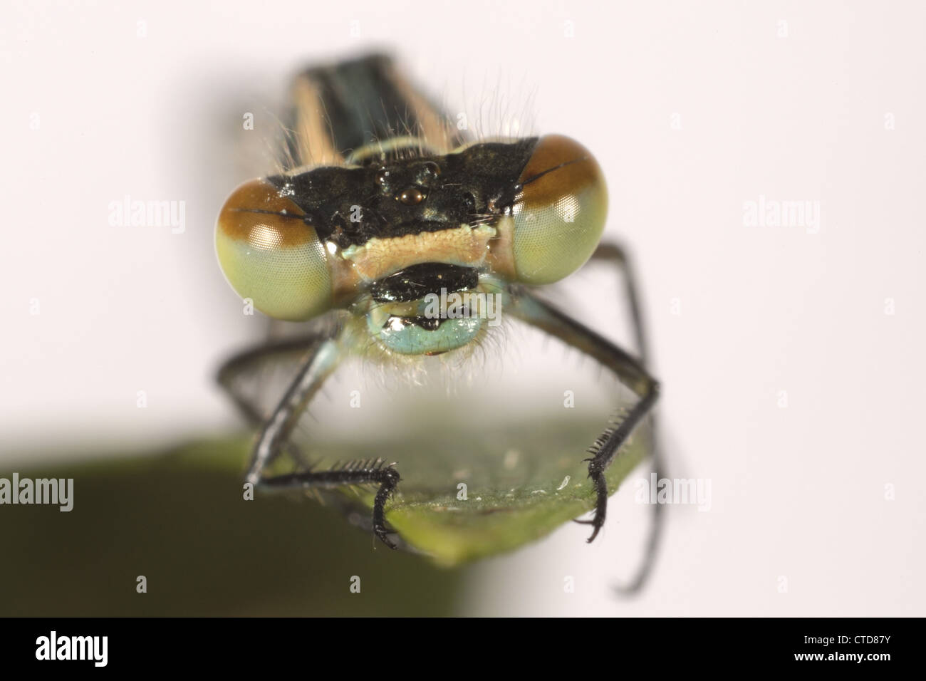 Head newly emerged azure damselfly hi-res stock photography and images ... Head newly emerged azure damselfly hi-res stock photography and images ...