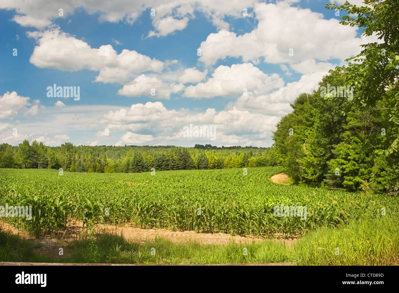 Corn growing in a Maine farm field Stock Photo - Alamy