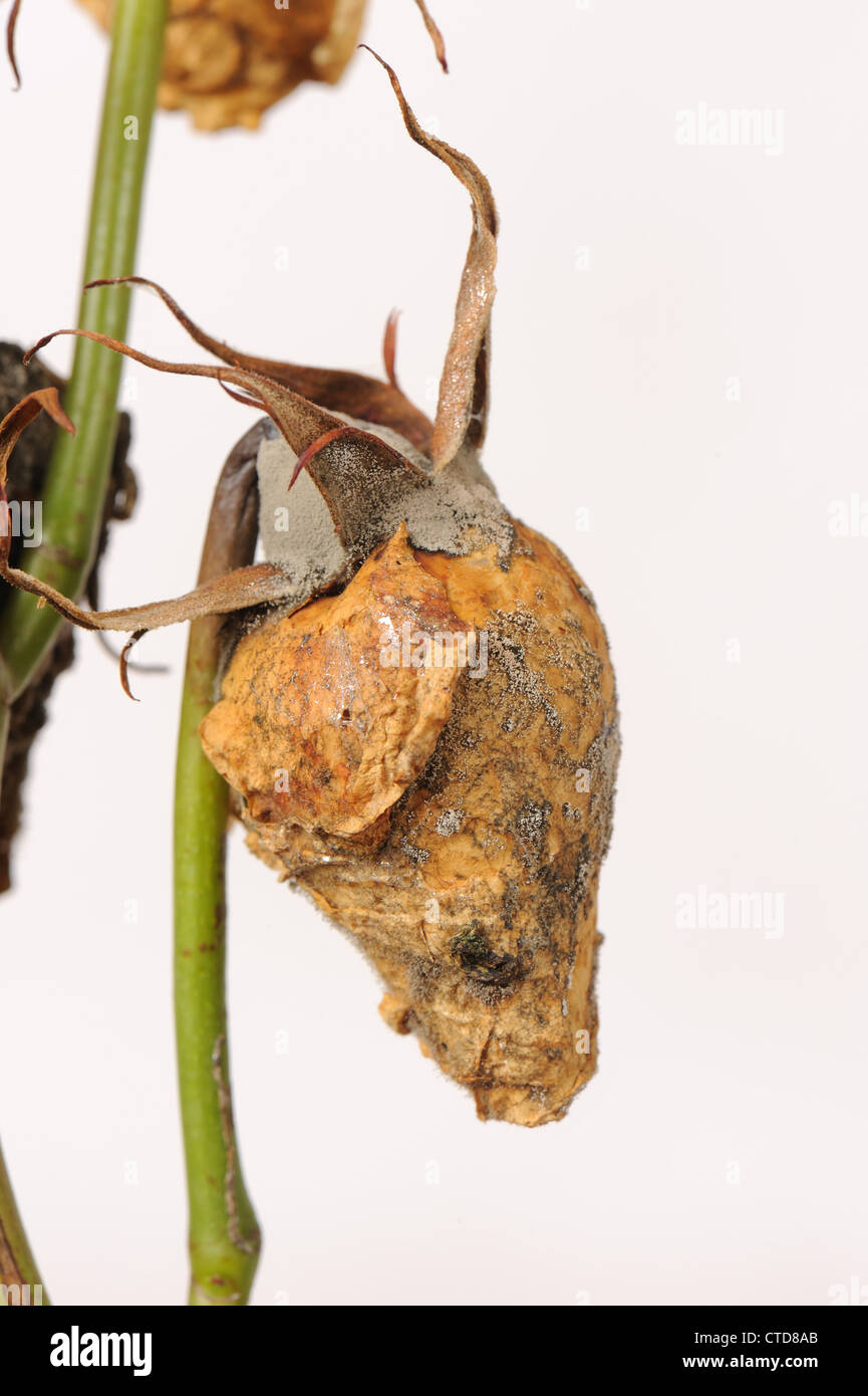 Botrytis rose hi-res stock photography and images - Alamy