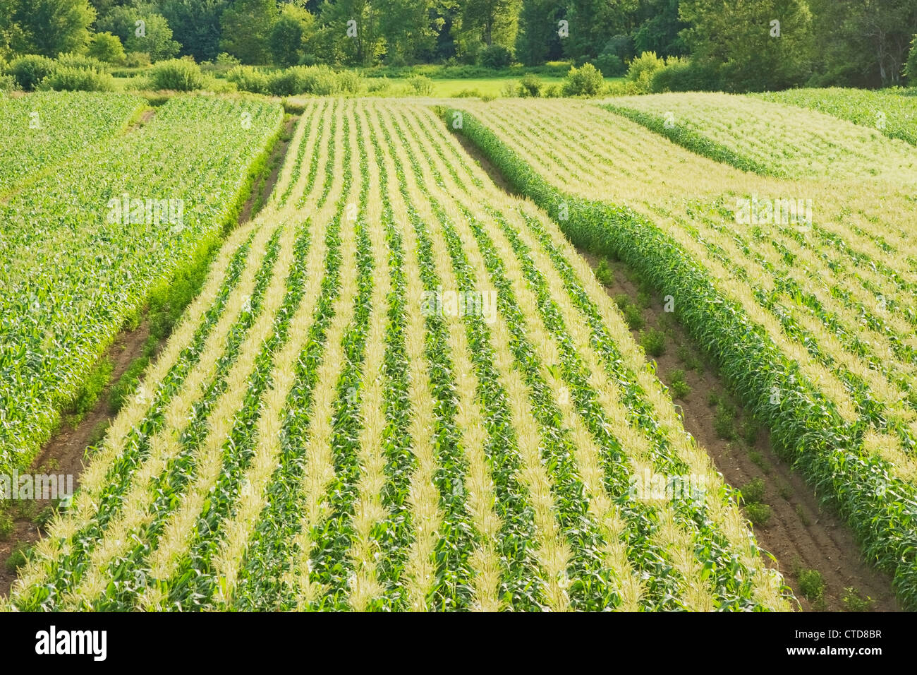 Late summer corn field in Maine Stock Photo - Alamy