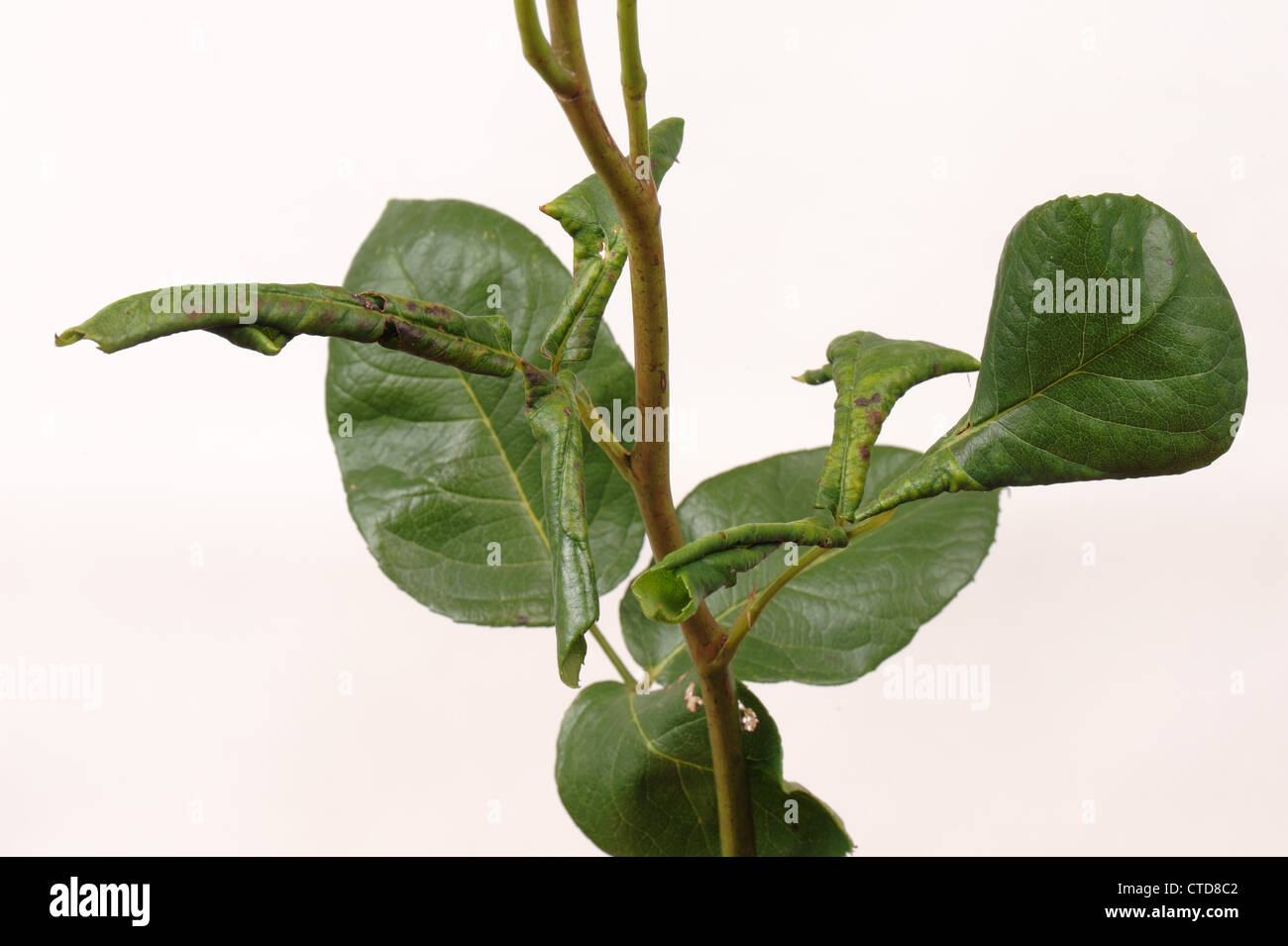 Leaf-rolling sawfly Blennocampa phyllocolpa leaf rolling symptom on ...