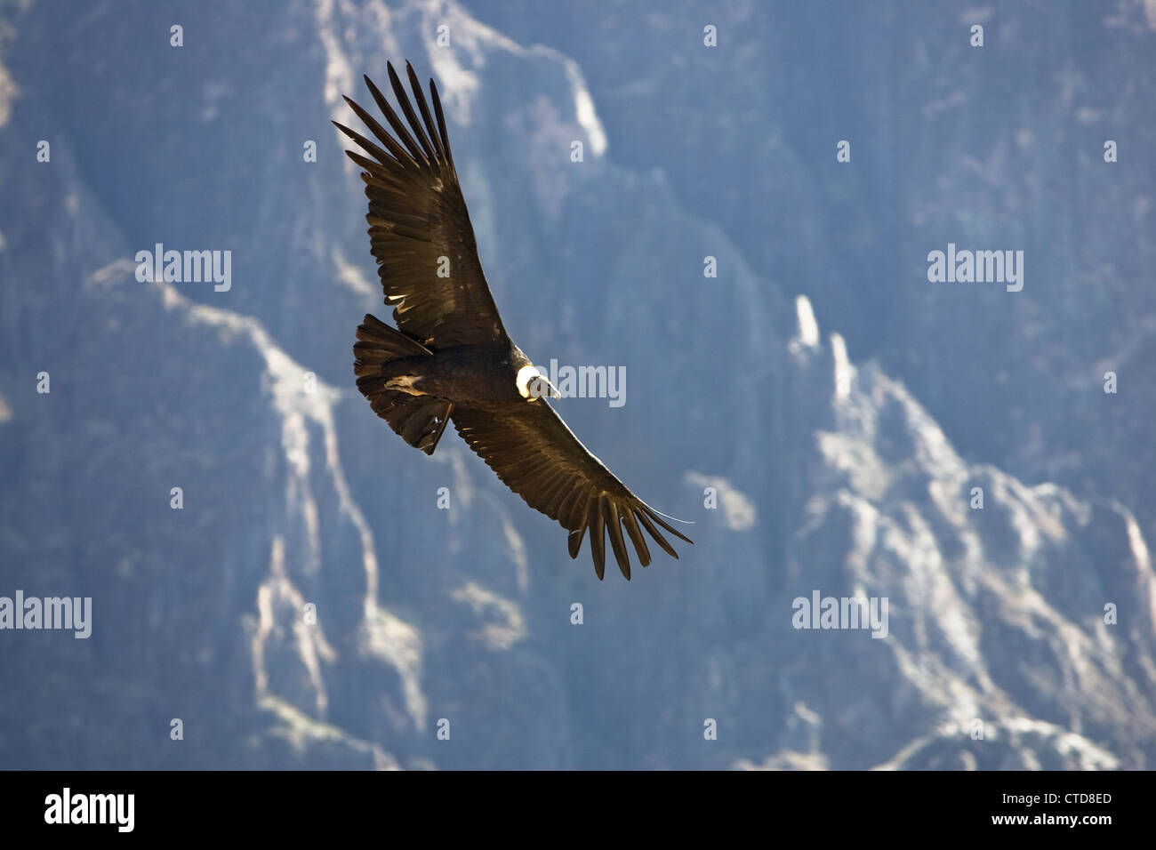 Andean condor hi-res stock photography and images - Alamy