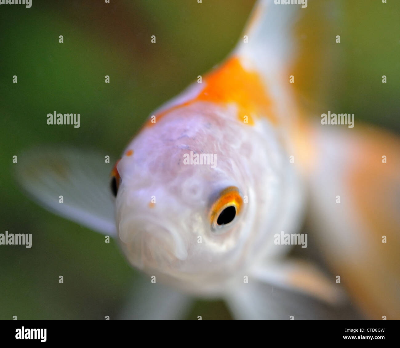 Macro image of a fish Stock Photo - Alamy