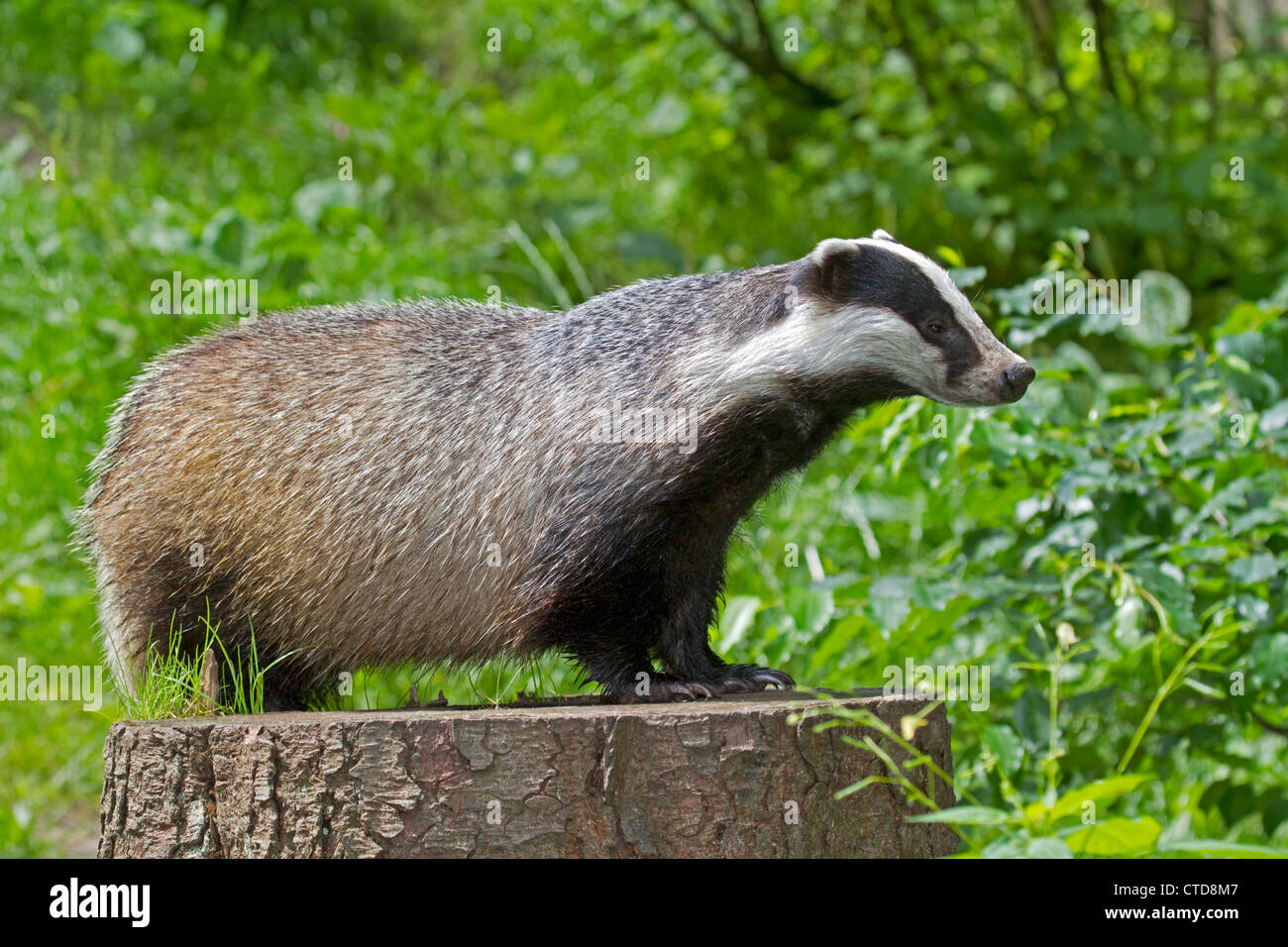 European badger / Meles meles Stock Photo - Alamy