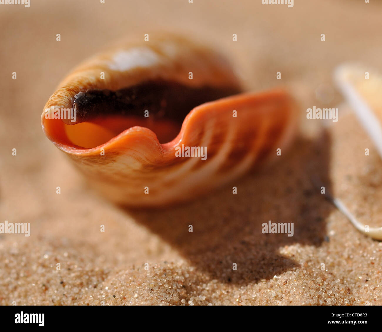 Macro close up image of a shell lay in sand in the sun on a beach ...