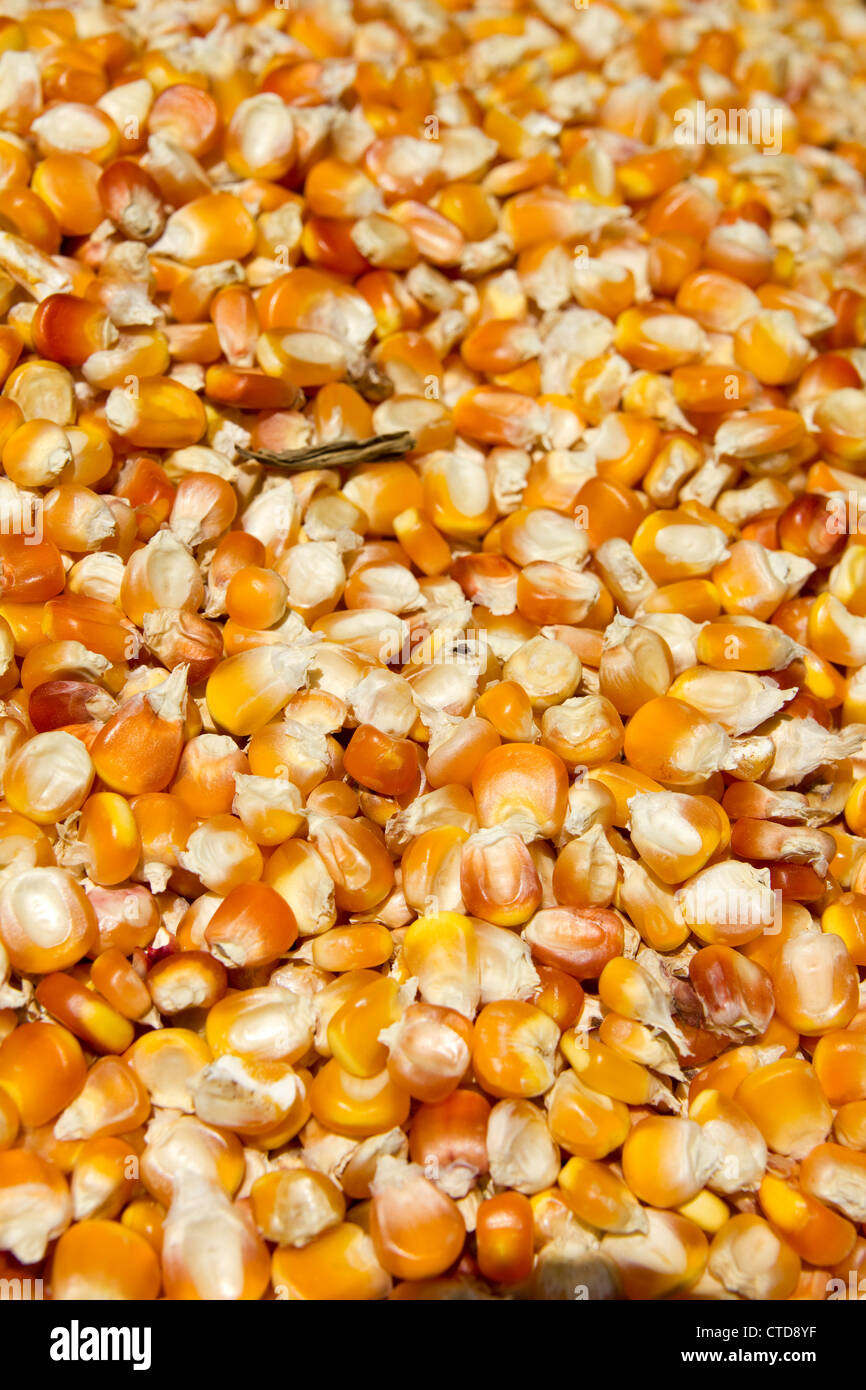 Background of yellow maize corn kernels ready for making popcorn Stock ...