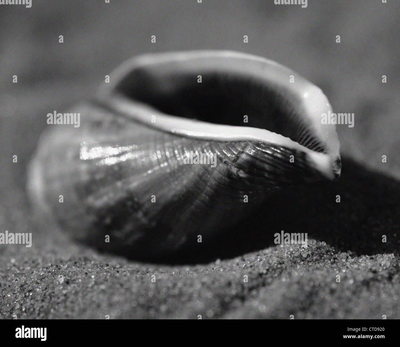 Macro close up image of a shell lay in sand in the sun on a beach ...