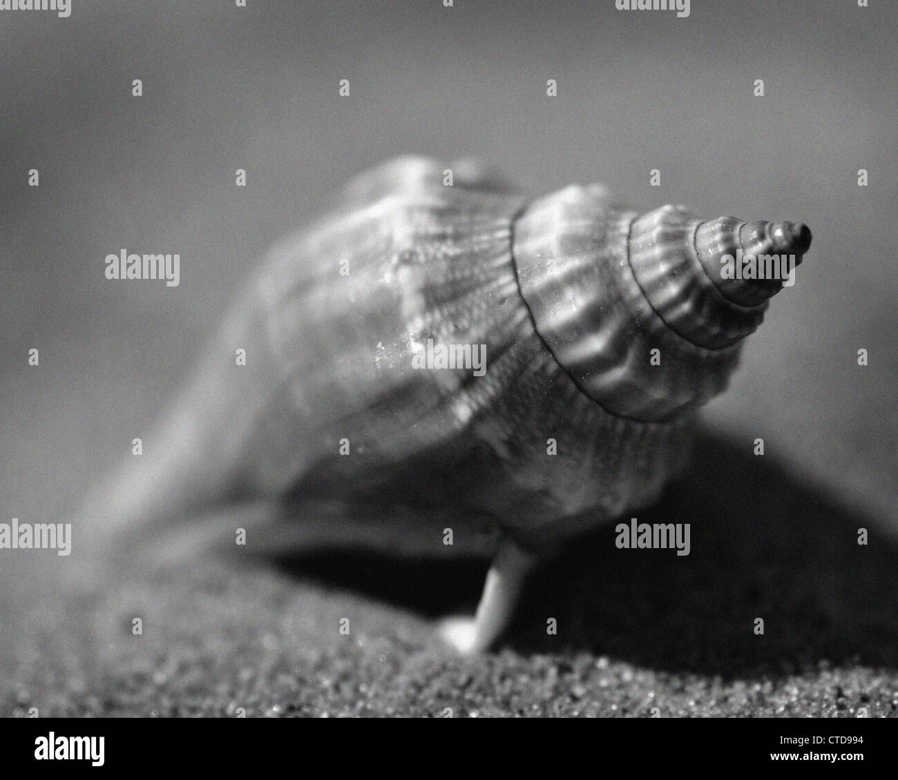 Macro close up image of a shell lay in sand in the sun on a beach ...