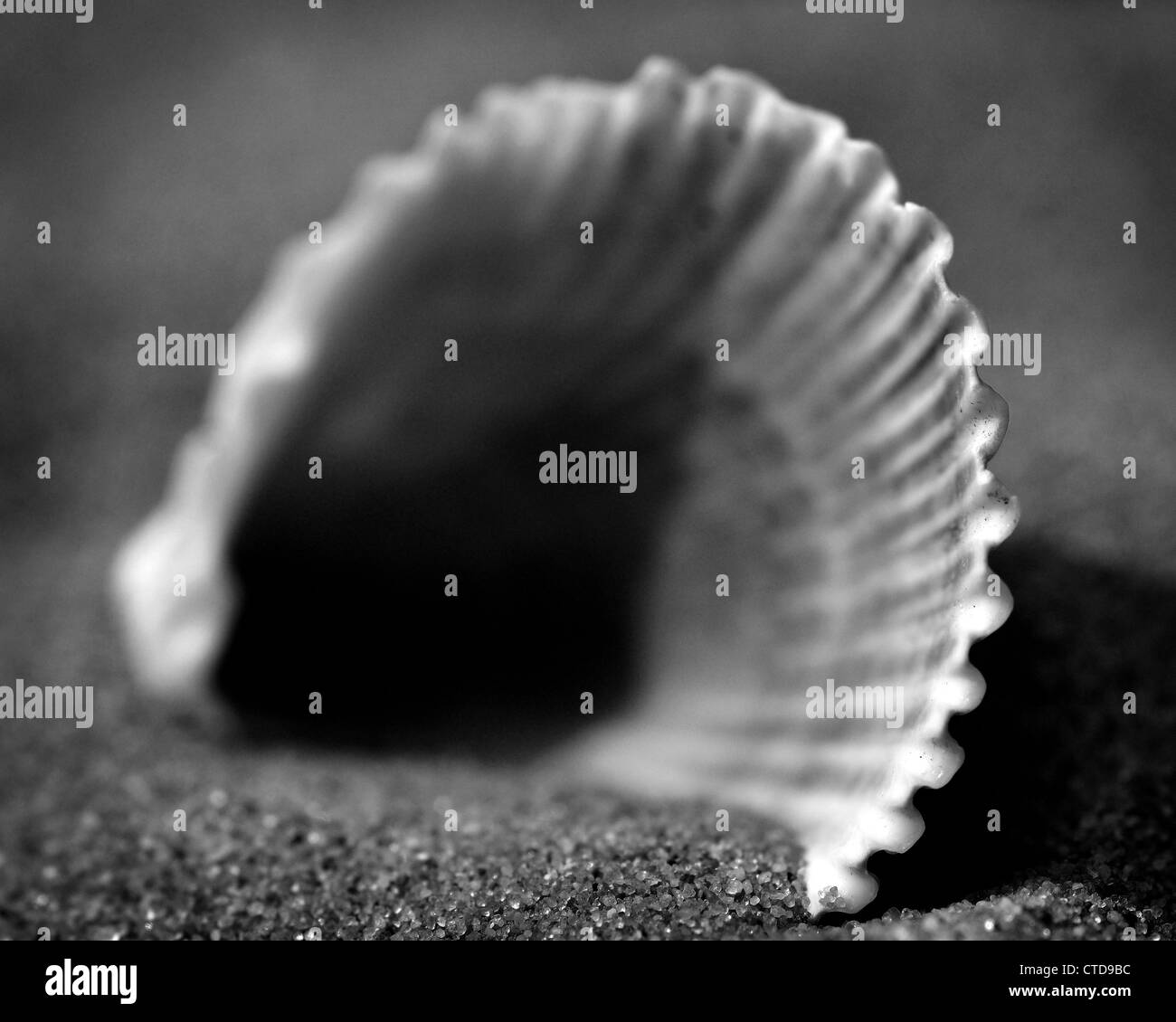 Macro close up image of a shell lay in sand in the sun on a beach ...