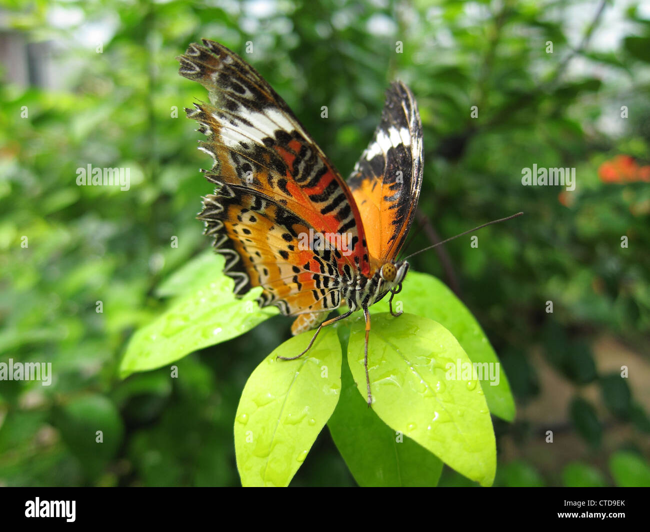 Superrealism hi-res stock photography and images - Alamy