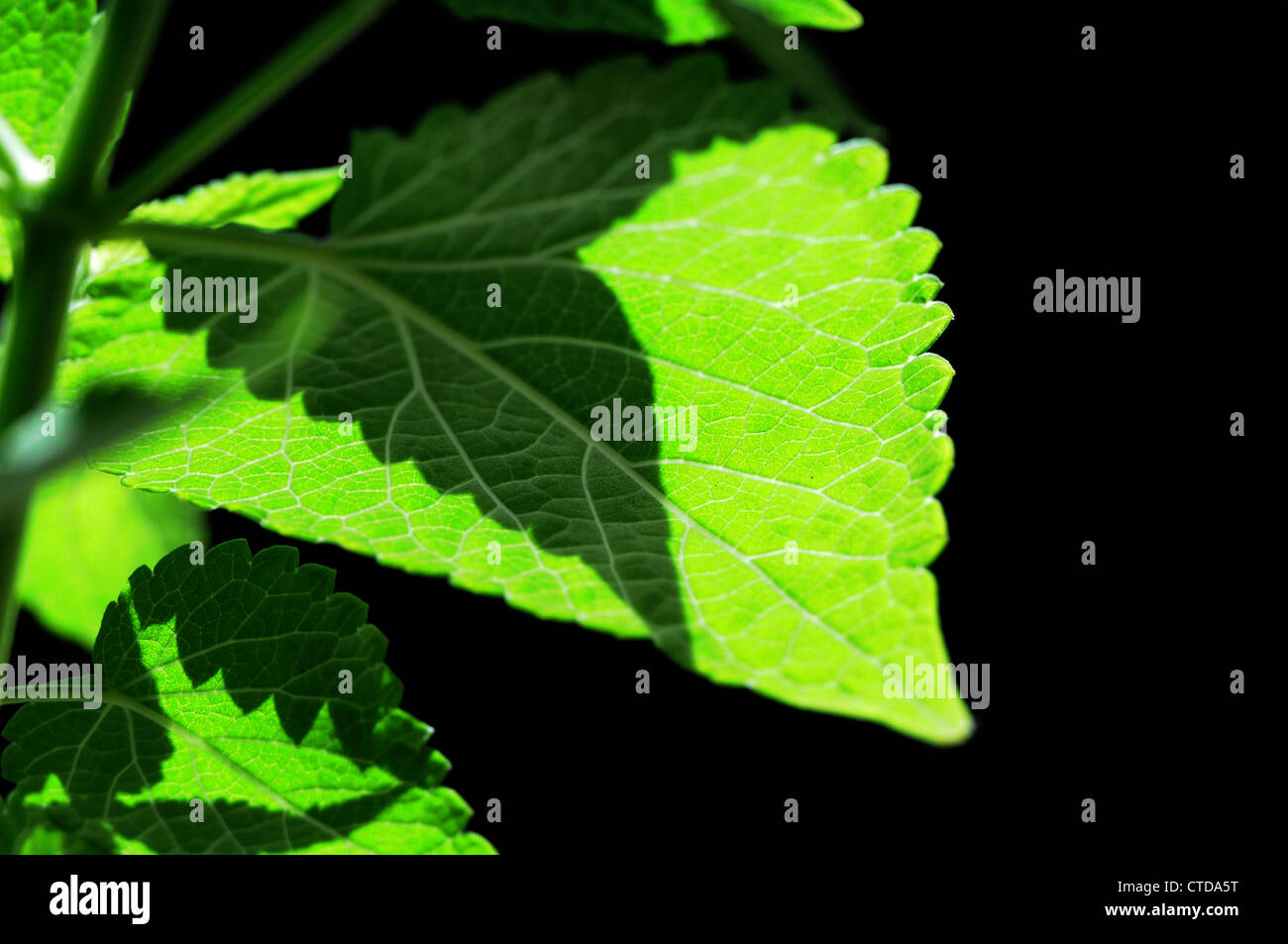 Leaves in summer Stock Photo - Alamy