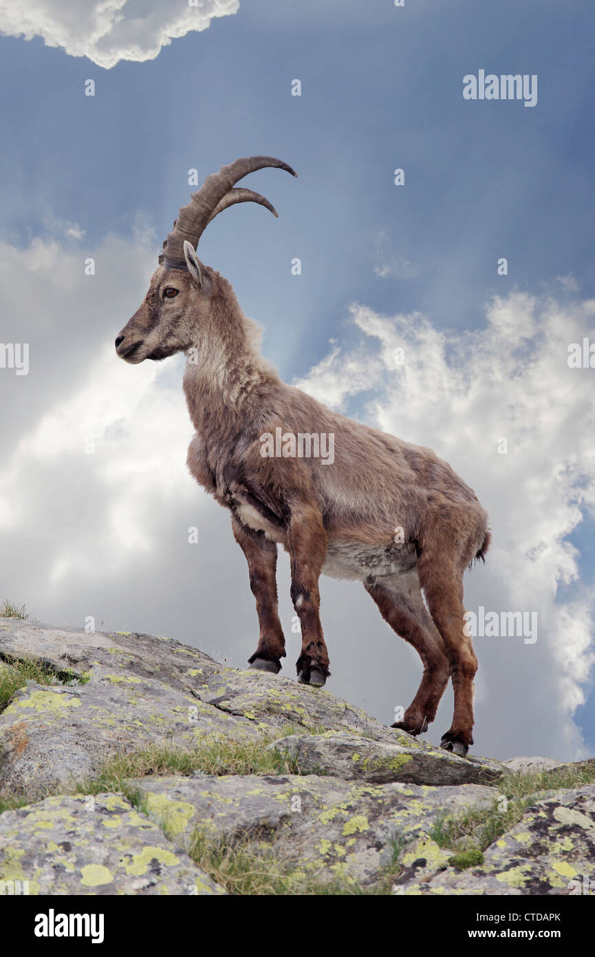 Steinbock in the italian alps Stock Photo - Alamy