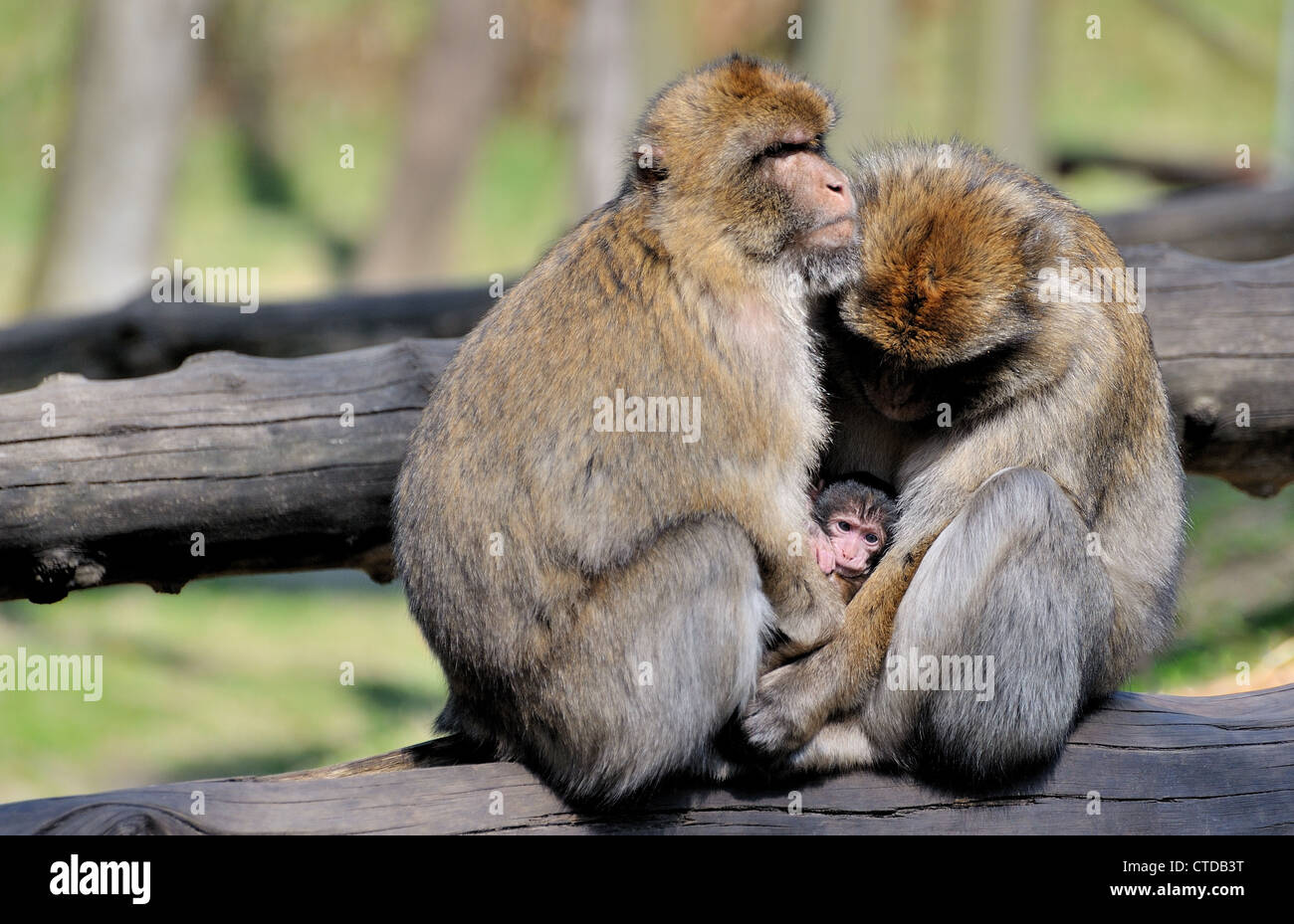 Two monkeys seated hi-res stock photography and images - Alamy