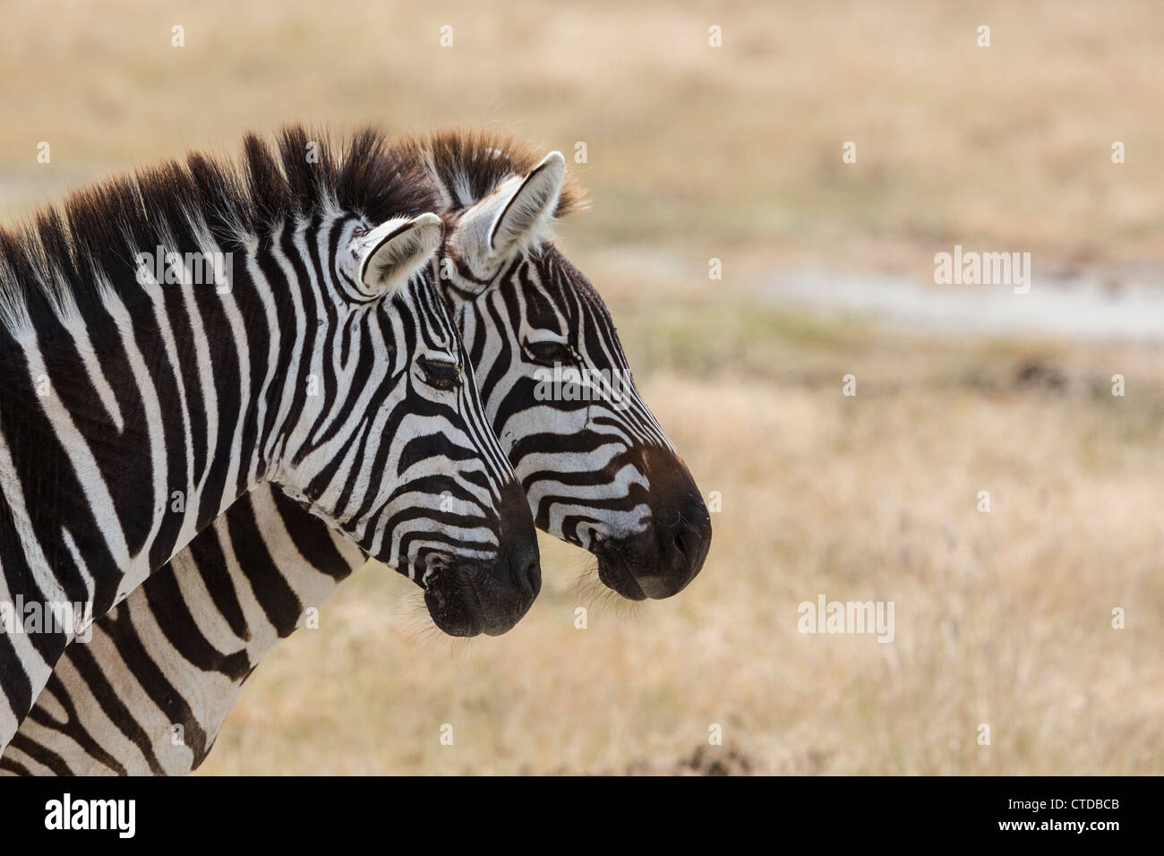Zebra duo hi-res stock photography and images - Alamy