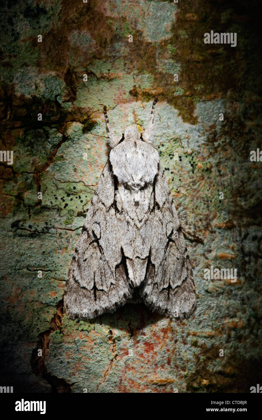 Grey dagger moth, spot lit against tree trunk Stock Photo - Alamy