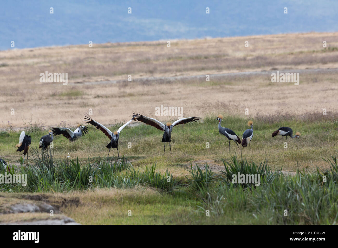 Crown Cranes taking flight Stock Photo - Alamy