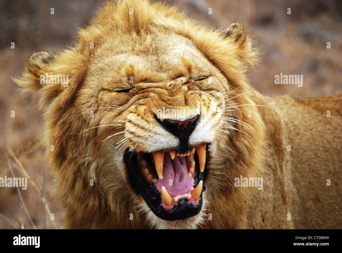 Lion Face - Laughing Stock Photo - Alamy