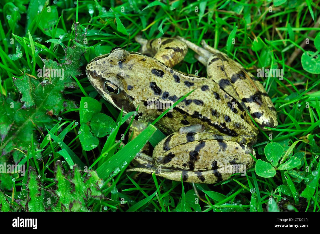A common frog on grass UK Stock Photo - Alamy