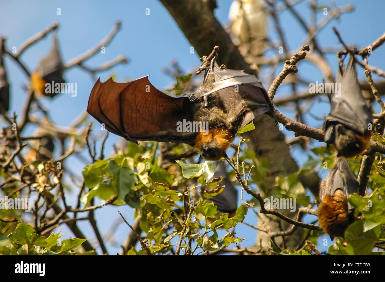 Pteropodidae hi-res stock photography and images - Alamy