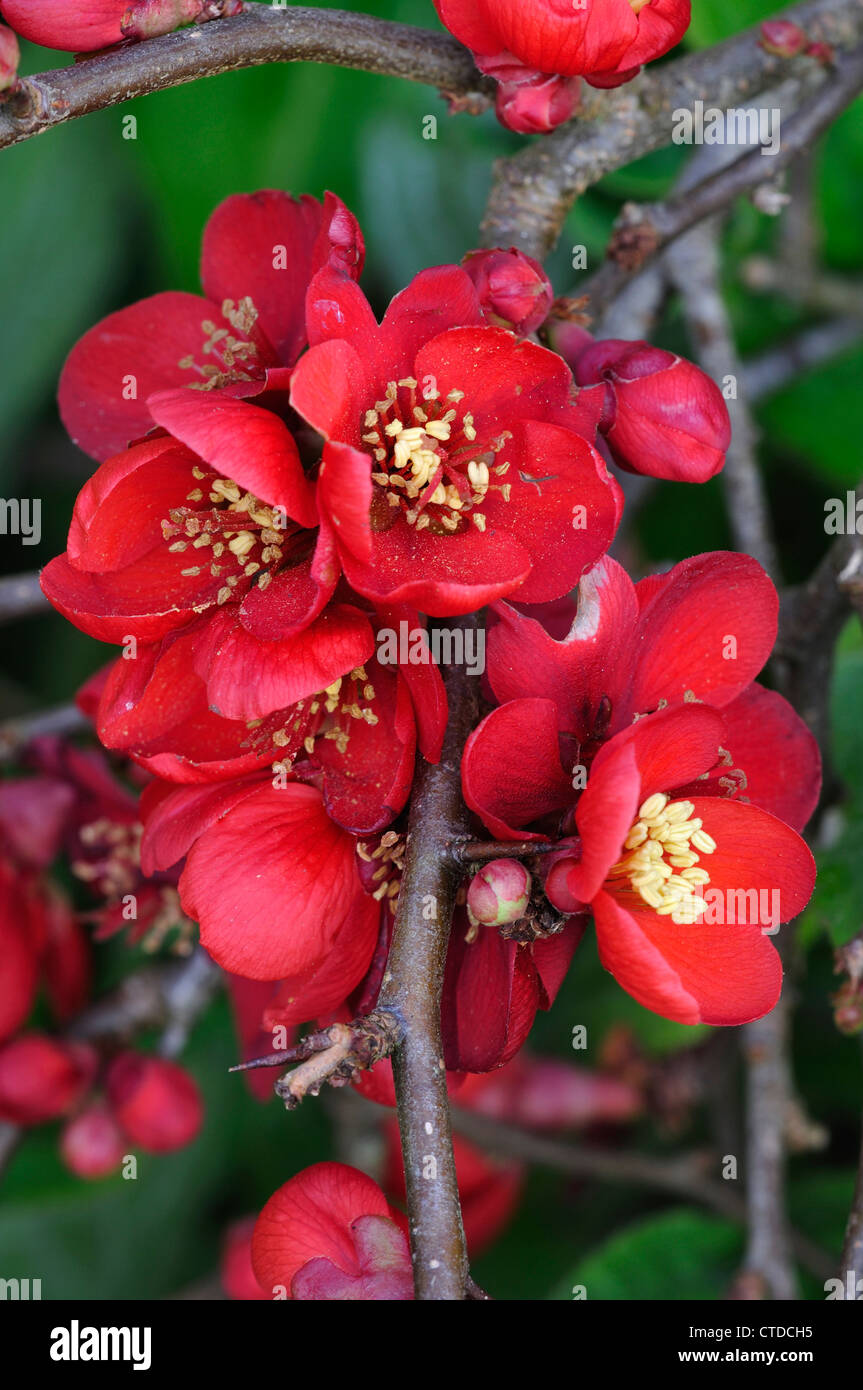 Bright red flowering japonica UK Stock Photo - Alamy